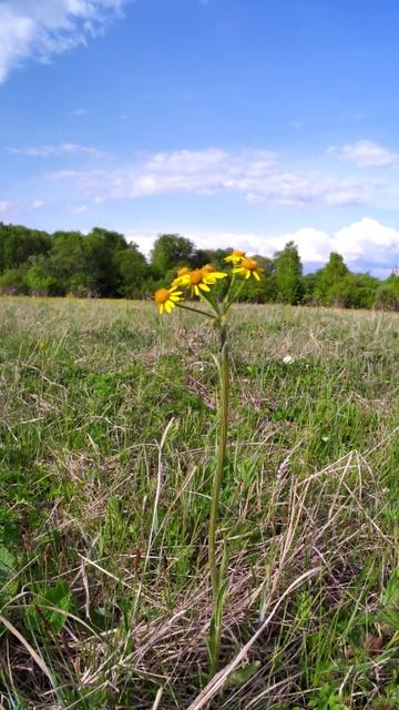 Просто цветы на таёжном лугу! #цветок #цветы #природы #луг