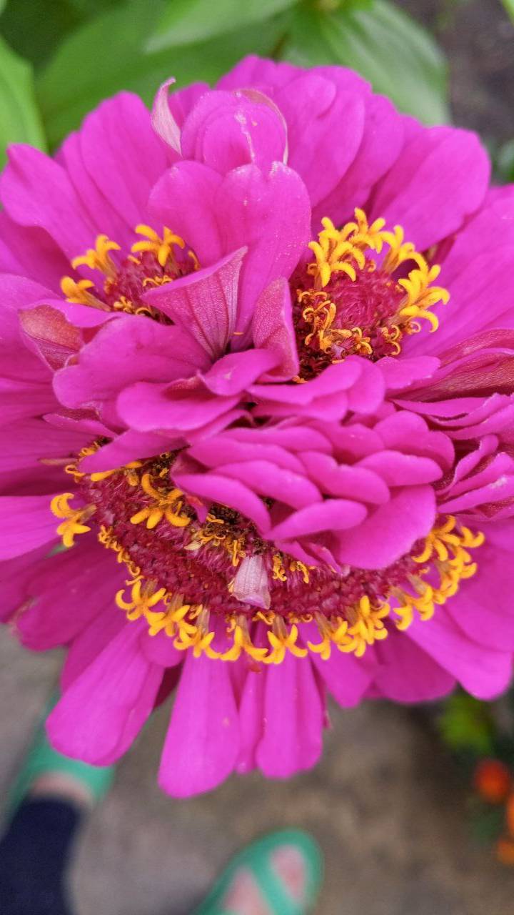 Цветок-Смайлик