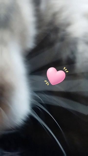 кошка минка.mp4