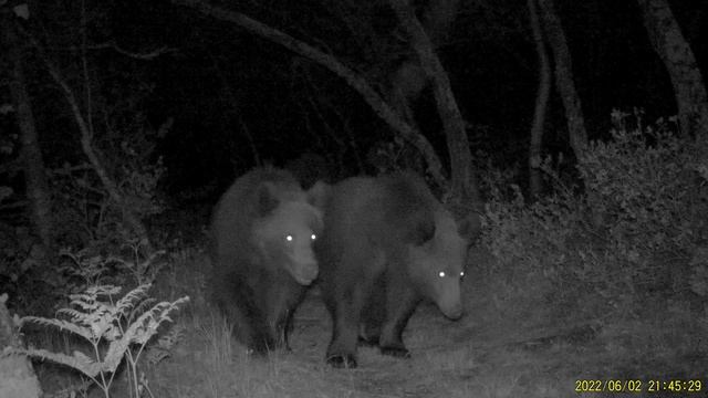 Медведь Бурый ТРИ Озеро Благодатрое Настил