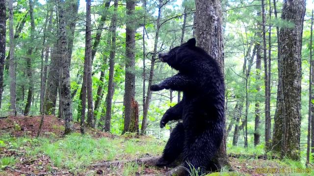 Медведь гималайский Меточное Дерево 1