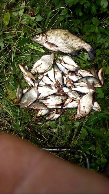 20 август клюёт плотва и лещь