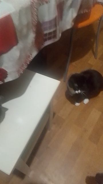 теперь и он ест булочку