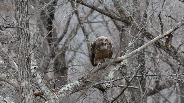 Рыбный филин Петр Маметьев