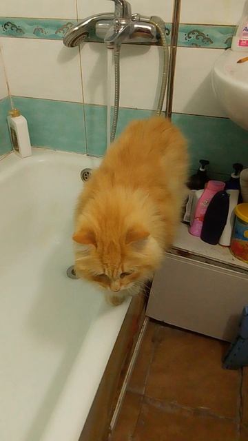 Рыжик перестал пить