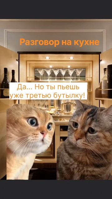 сериал #ДваКота "о пользе вина"!  #котики #анекдот #юмор #прикол #мем #шутка #кошки #коты #рек #реко