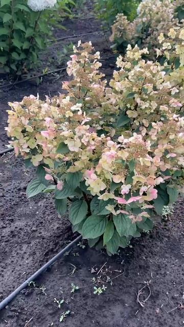 Очаровательная гортензия Вимс Ред