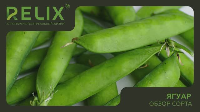 Горох Ягуар