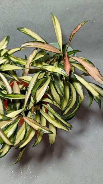 Хойя Кентиана вариегатная.