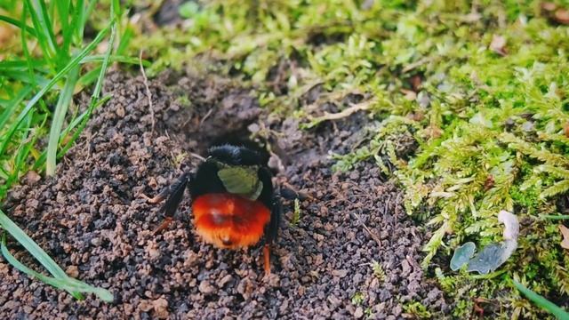 Наши животные