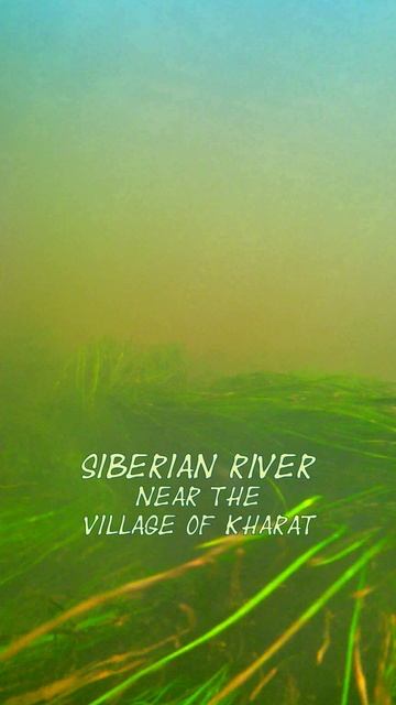 Спокойное течение Сибирской речки🌏 #речка #вода #природа