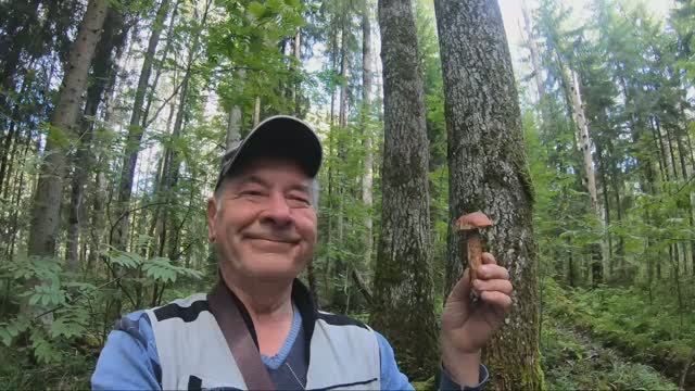 Грибы в Лужском районе. По дороге в Оредеж заскочили в лес и проверить одно из грибных мест.