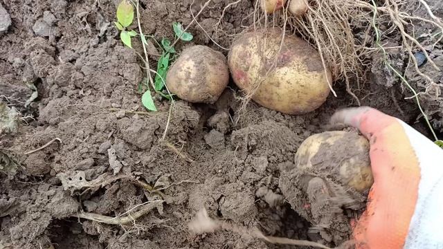 Копаю картошку