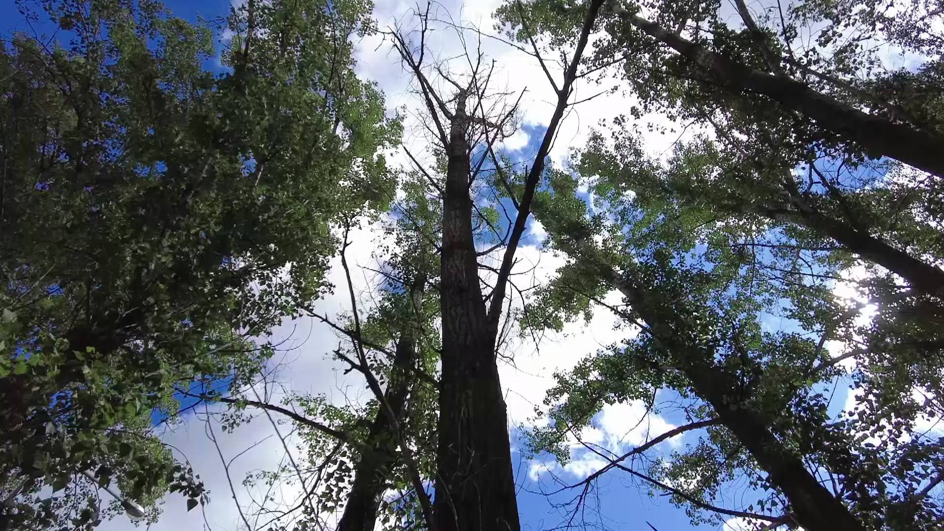 "Реальный вопрос" Обрезка деревьев 19.08.2025