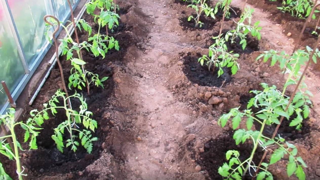 Посадка томатов в теплице из поликарбоната сезон 2025