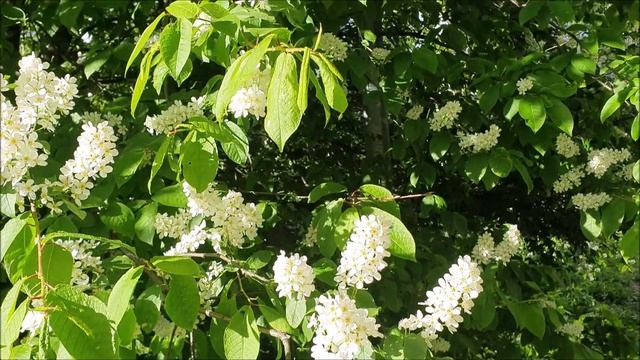 2025-05-24 САНКТ-ПЕТЕРБУРГ: УСАДЬБА ДЕРЖАВИНА