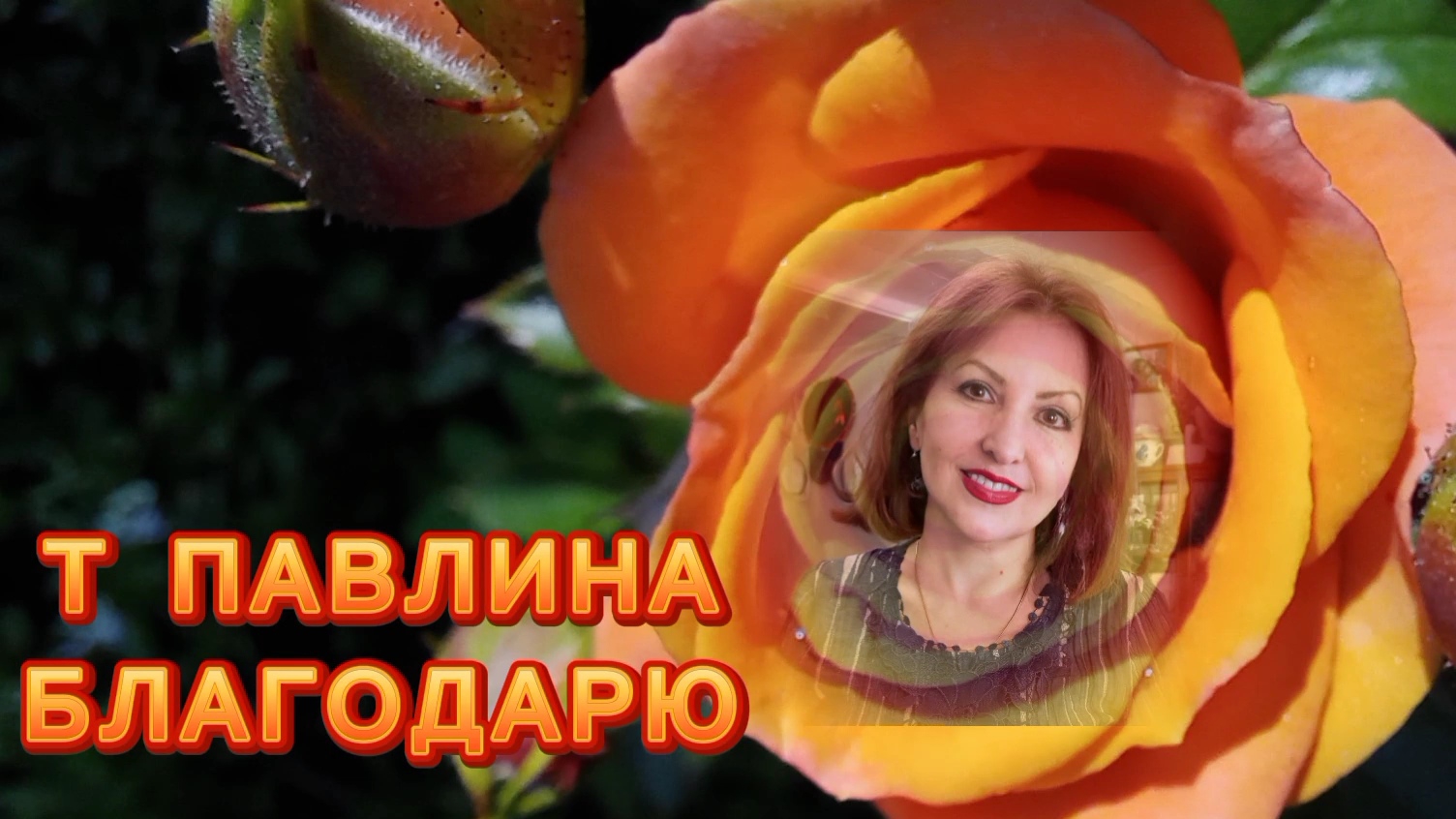 РОЗЫ.СРЕДИ ЦВЕТОВ Я РАСЦВЕТАЮ. Заходите, посмотрите.