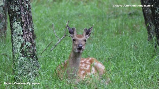 Олень пятнистый СВ Сутырина