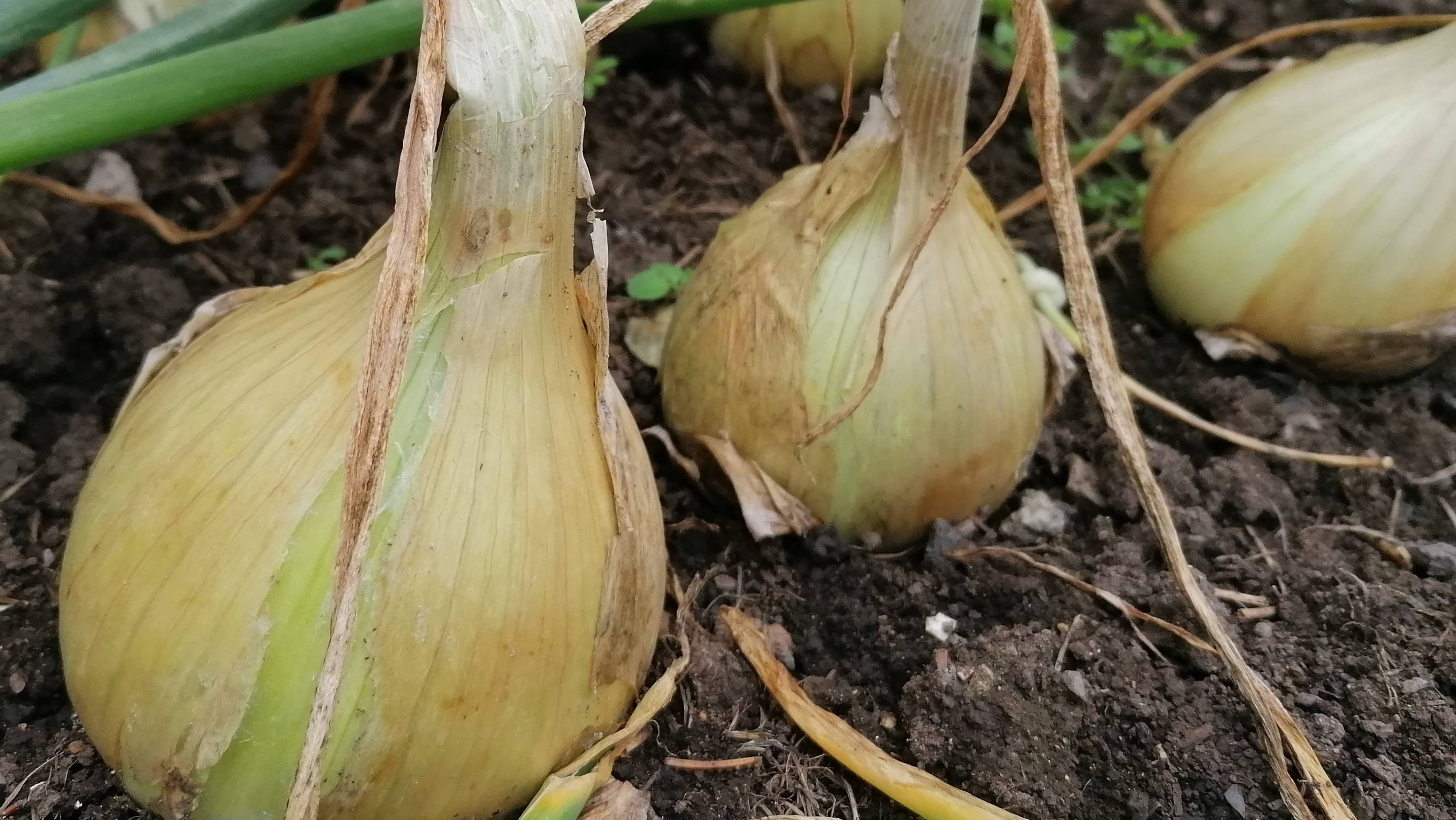 Как определить, что лук готов к уборке: основные признаки созревания. Мои результаты.