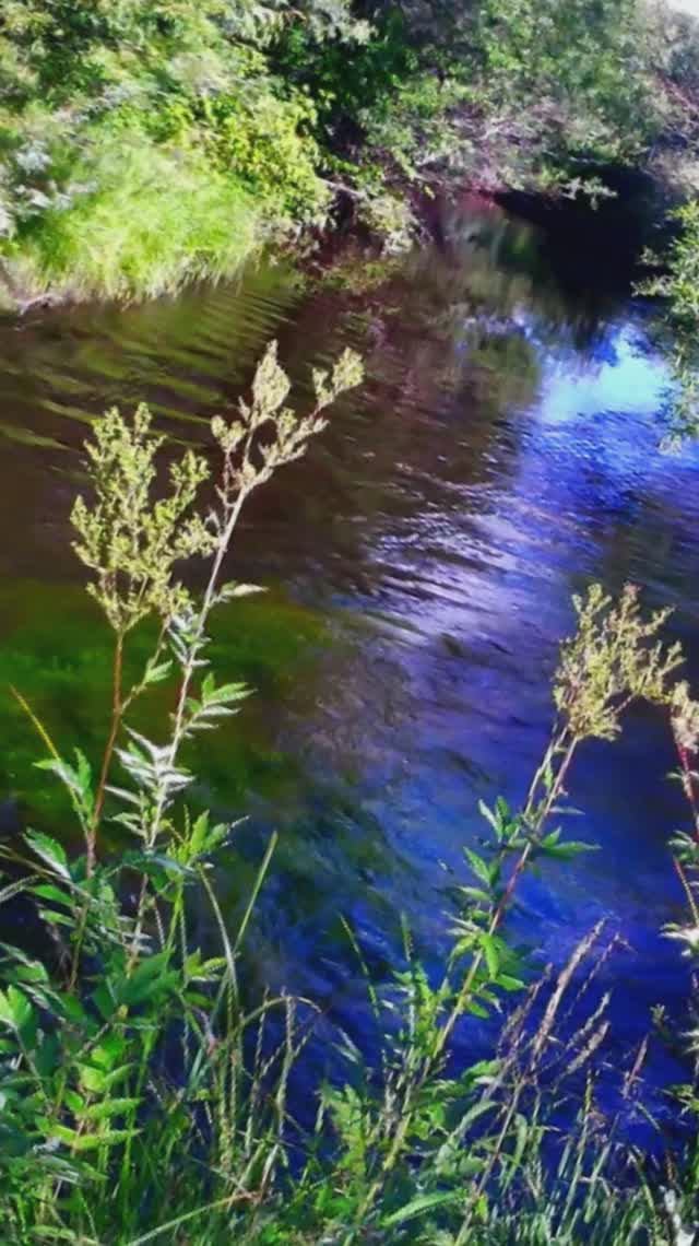 Под солнцем в кустах чистая летняя река🌞 #лето #речка #зеленаякрасота