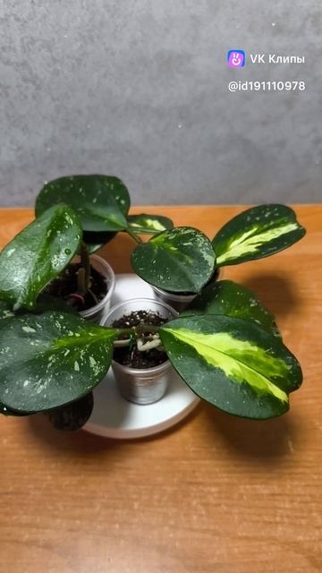 Хойя Обовата вариегата сплеш.