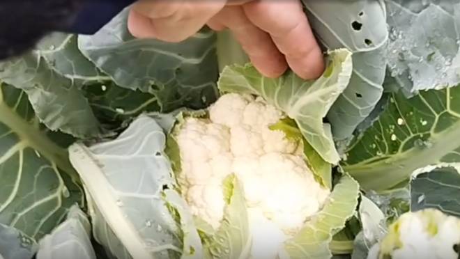 ГОТОВЛЮ.ЗАМОРАЖИВАЮ ЦВЕТНУЮ КАПУСТУ.ПЕРЦЫ