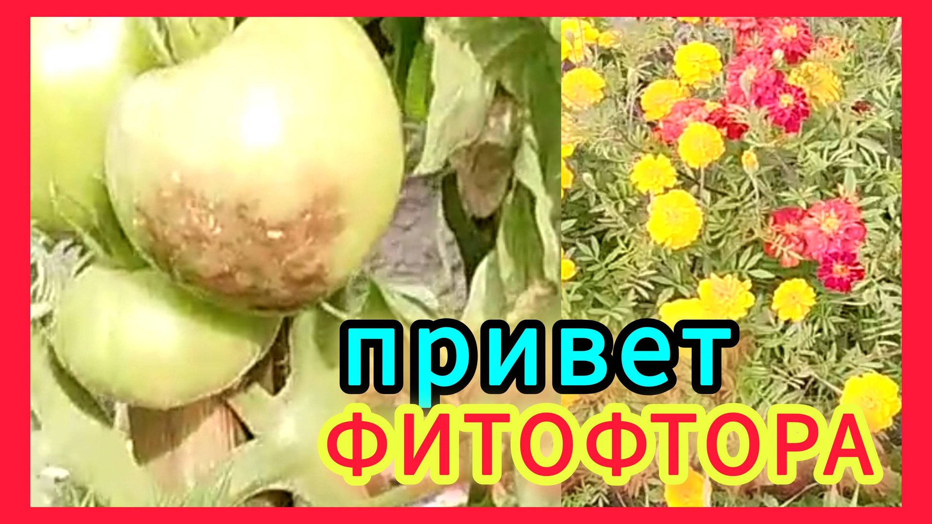 ФИТОФТОРА пришла, как всегда неожиданно! 😳