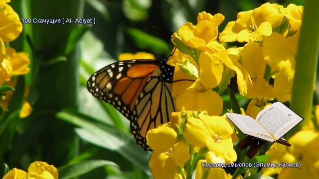 Священной Коран - Смысловой перевод на русский язык (Эльмир Кулиев) - 100. Скачущие (Al-Adi