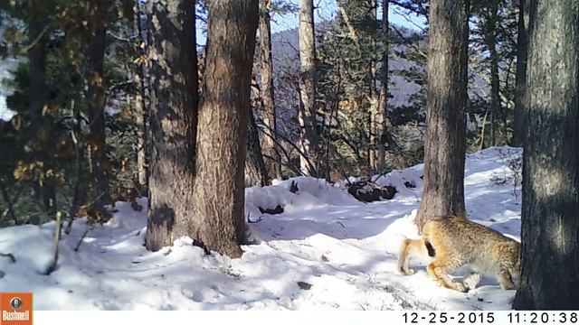 Рысь Кричит  УШандуй 25122015