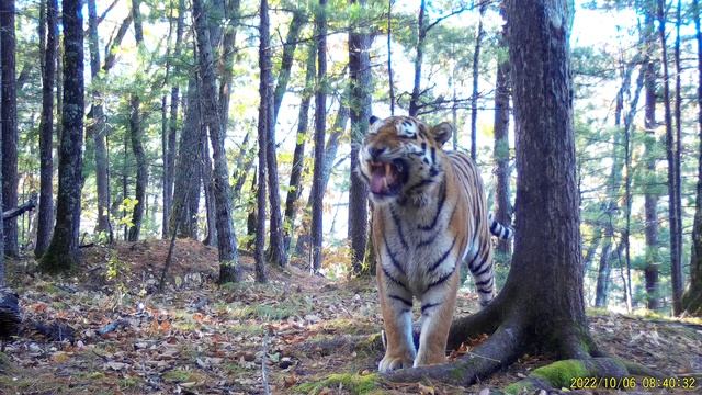 Тигр Флемен