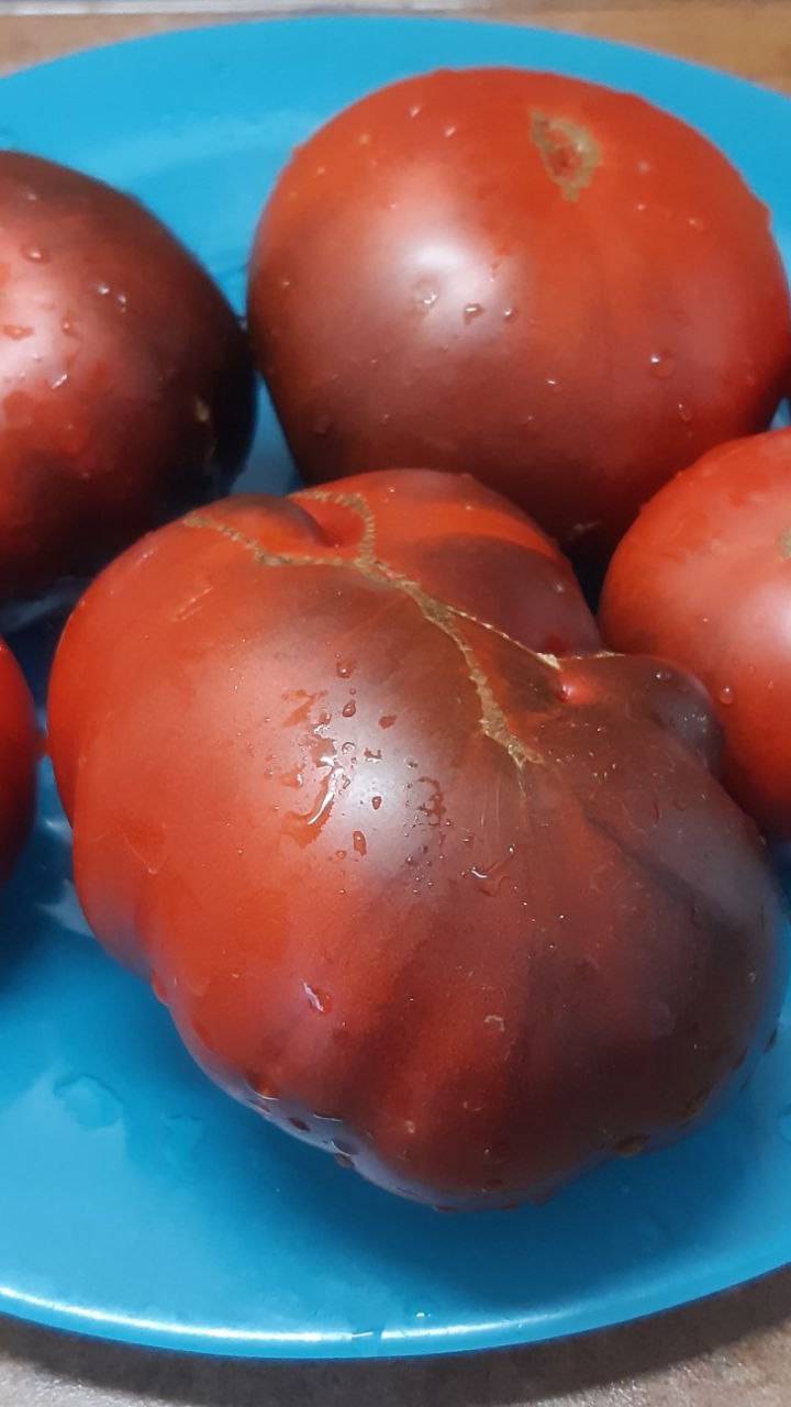 ЧУПА ЧУПС ОРАНЖЕВЫЙ - ВКУСНЕЙШИЙ И ОЧЕНЬ УРОЖАЙНЫЙ СОРТ