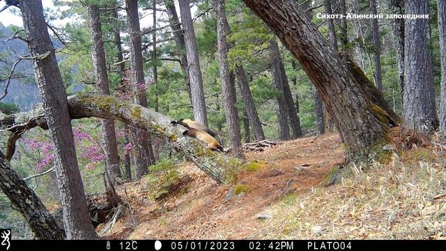 Харзы на дереве Май