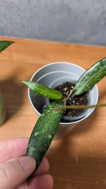 Hoya sp.Phu Kradueng Loei Province SR 2007-13 (Хойя Лойе Провинс ).