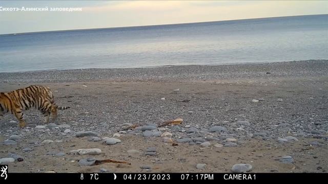 Тигрица Северина Тигрёнок Бухта Удобная