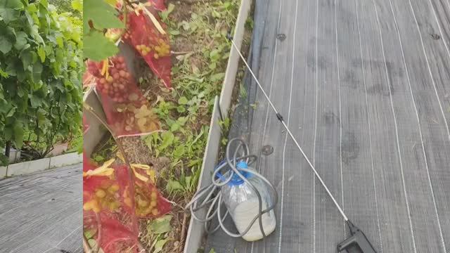 Защитные обработки винограда. Август. Виноград в Калужской области.