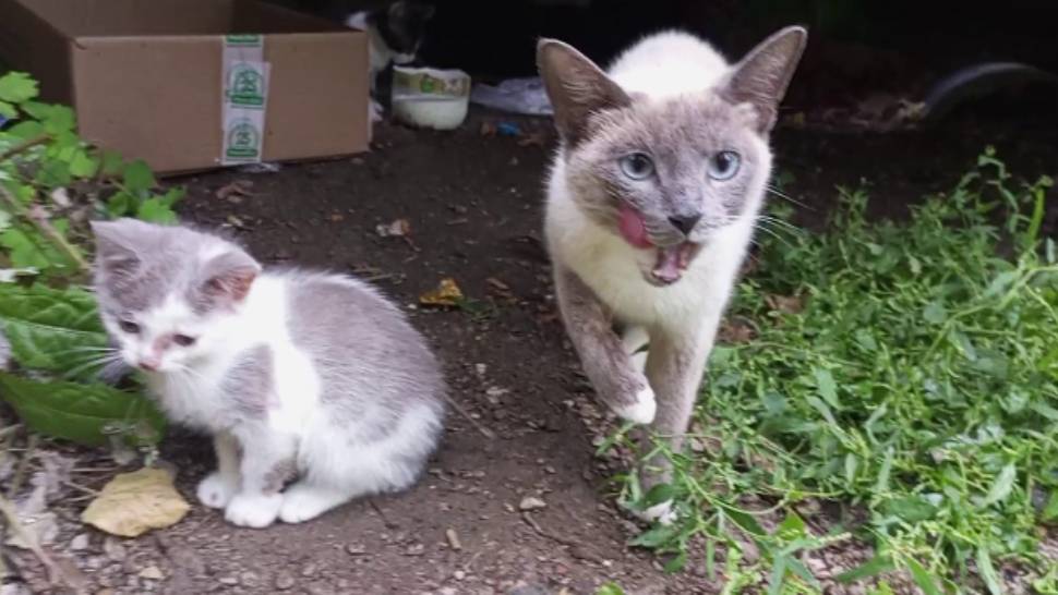 ПОСЕЛОК ДЖАЛИЛЬ, БРОДЯЧАЯ КОШКА И ЕЕ КОТЯТА ПОД ЛЕСТНИЦЕЙ 20250819 1