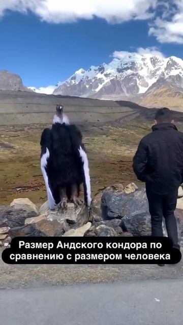 Впечатляющий размер