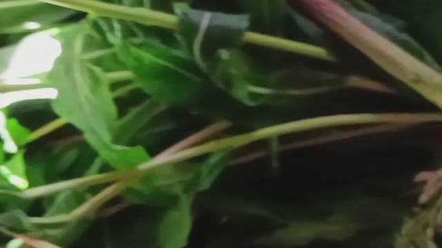 Иван-чай: Как собрать и заготовить кипрей | Деревенские рецепты здоровья