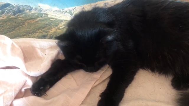 Лечим кошек. Помогите на лечение. Наша карта Сбера +79089081569