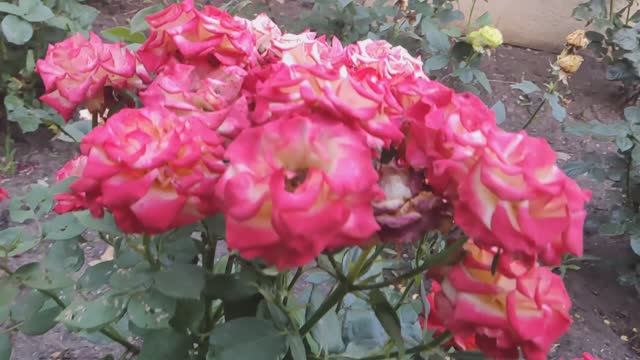 Как обрезать розы