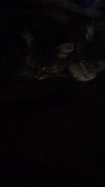 про кошку миссии про кошку минку.mp4