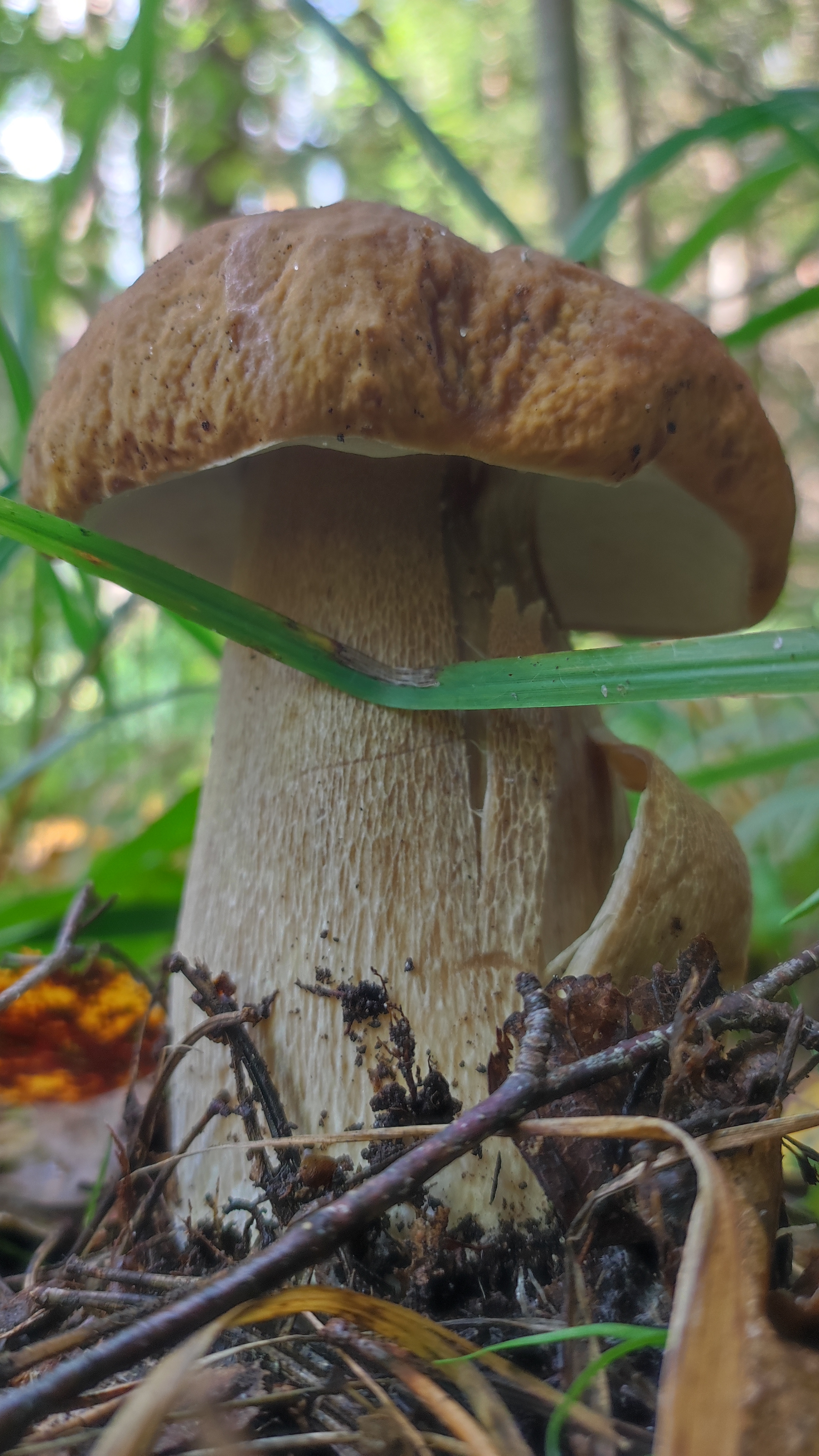 Белый гриб (боровик) Boletus edulis. Лесной красавец