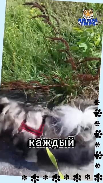 Перевозка кота Изюма из Москвы во Францию — забота и любовь в пути #animaltrips #перевозкаживотных