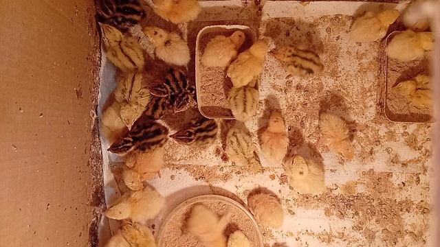 Пэчворк и перепелята.