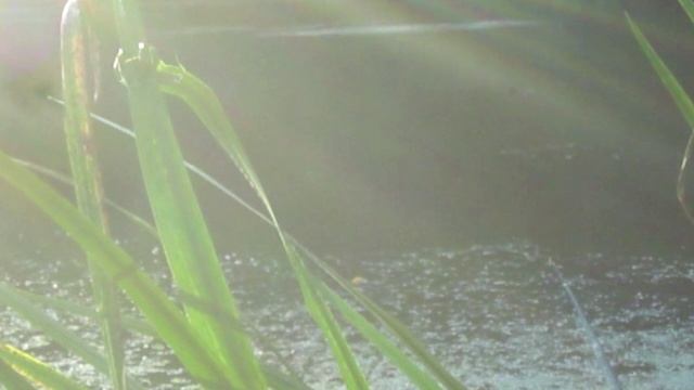 20 АВГУСТА ЛОВИМ РЫБУ НА ПОПЛАВОК БЕЗ ПРОИСШЕСТВИЙ