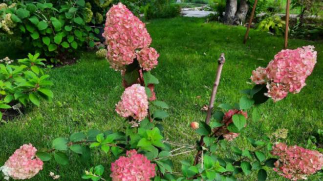 Пышное цветение гортензий. Как красиво окрасились гортензии.