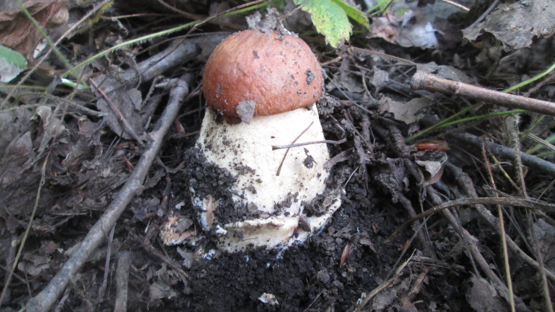 Белый гриб на территории подберёзовиков
