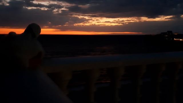Гусь наблюдает за темнеющим горизонтом над морем на Крымском курорте | видео для засыпания