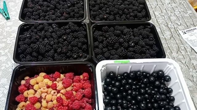 В очередной раз собрали ежевику, Малинки смородину Валовую.