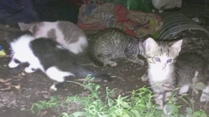 ПОСЕЛОК ДЖАЛИЛЬ, БРОДЯЧАЯ КОШКА И ЕЕ КОТЯТА ПОД ЛЕСТНИЦЕЙ 20250819 3